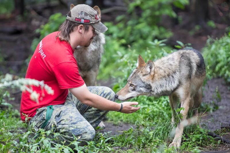 He saved a starving she-wolf… One year later the forest repaid the ...